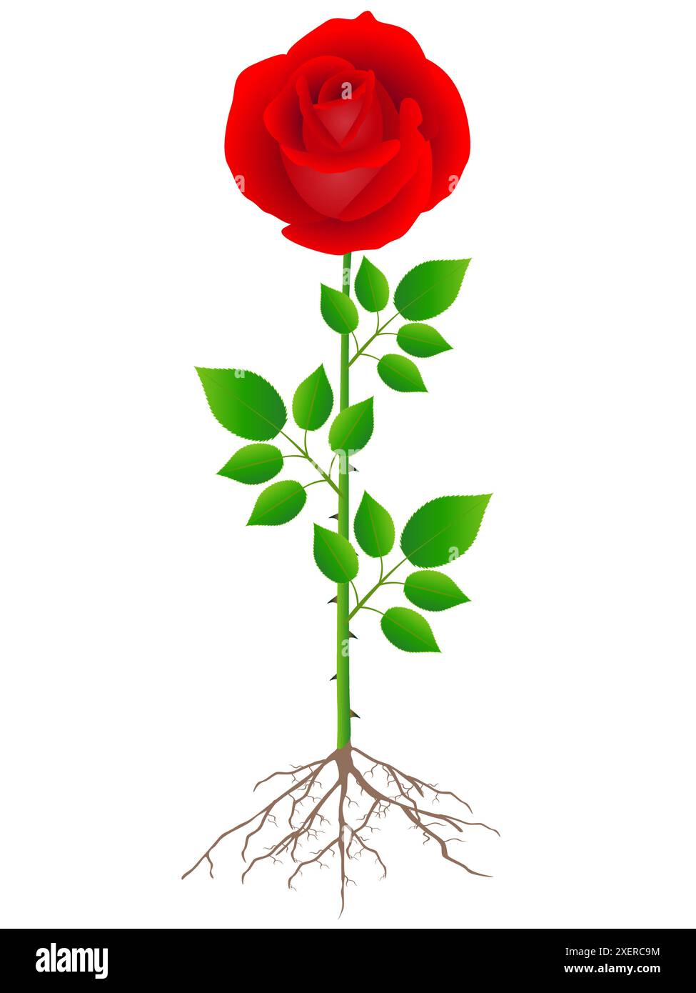 Red rose with roots and green leaves on a white background Stock Vector ...