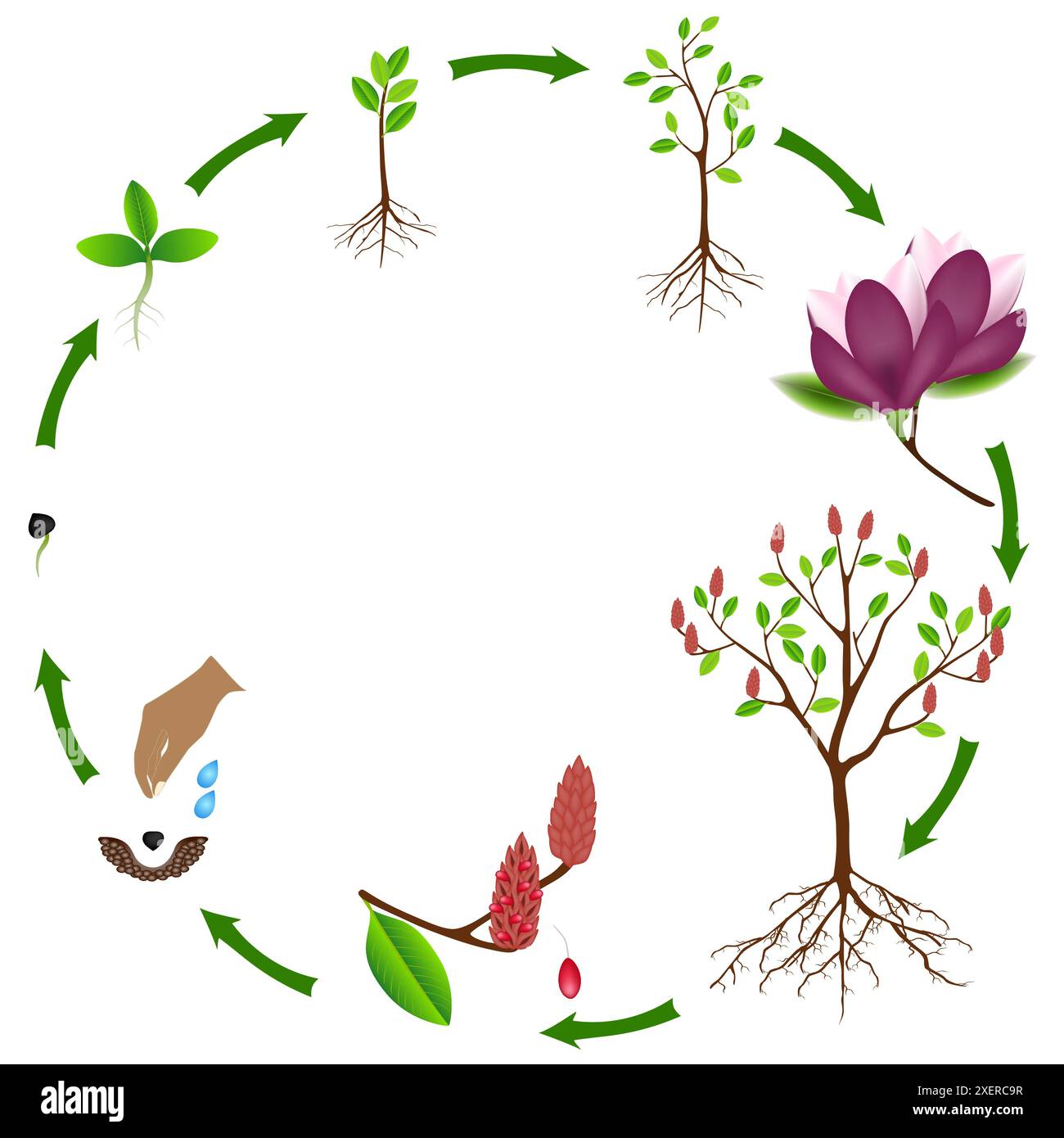 Life cycle of a flower drawing hi-res stock photography and images - Alamy