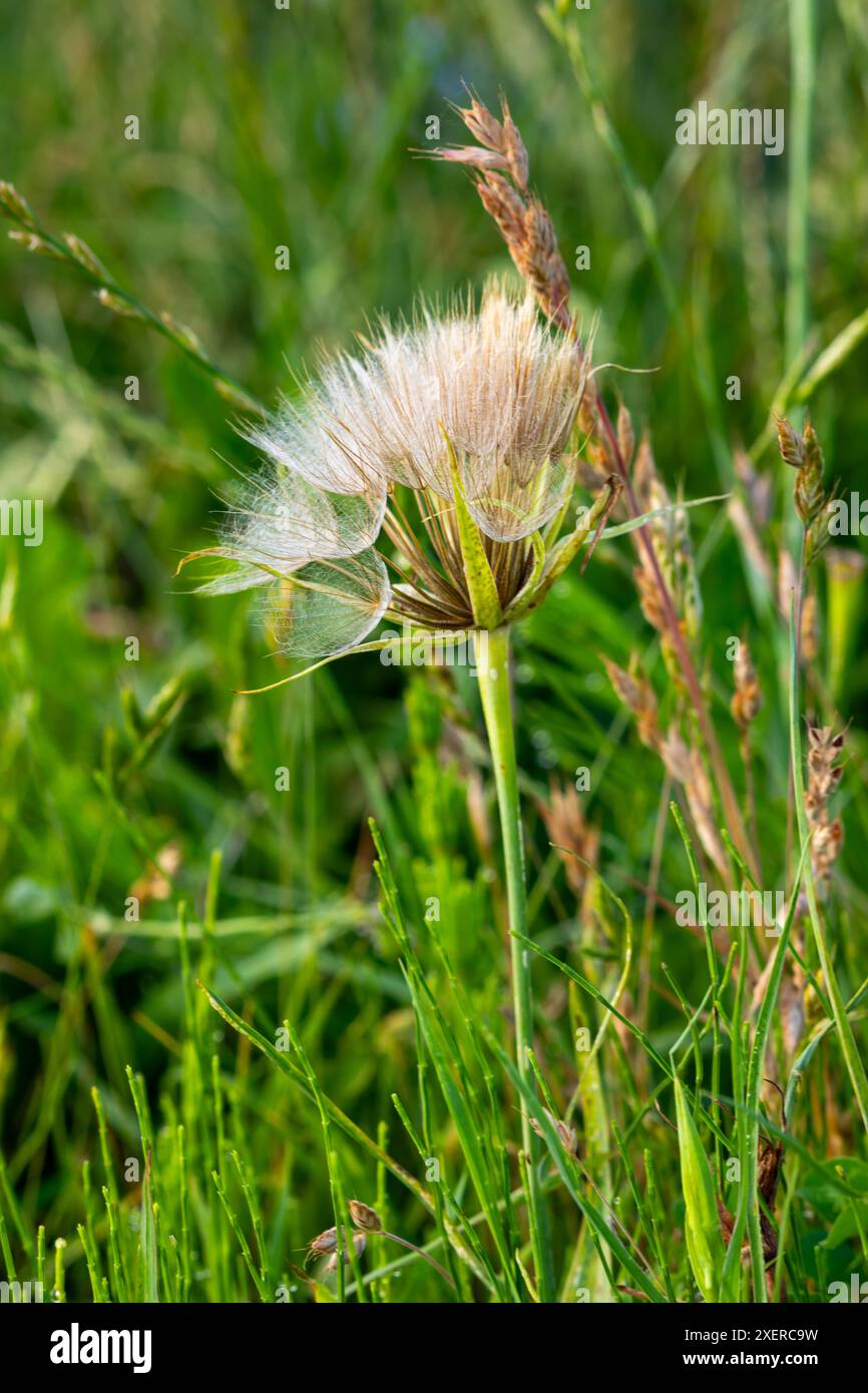 Field plants on a blurry background on a sunny June day in the ...