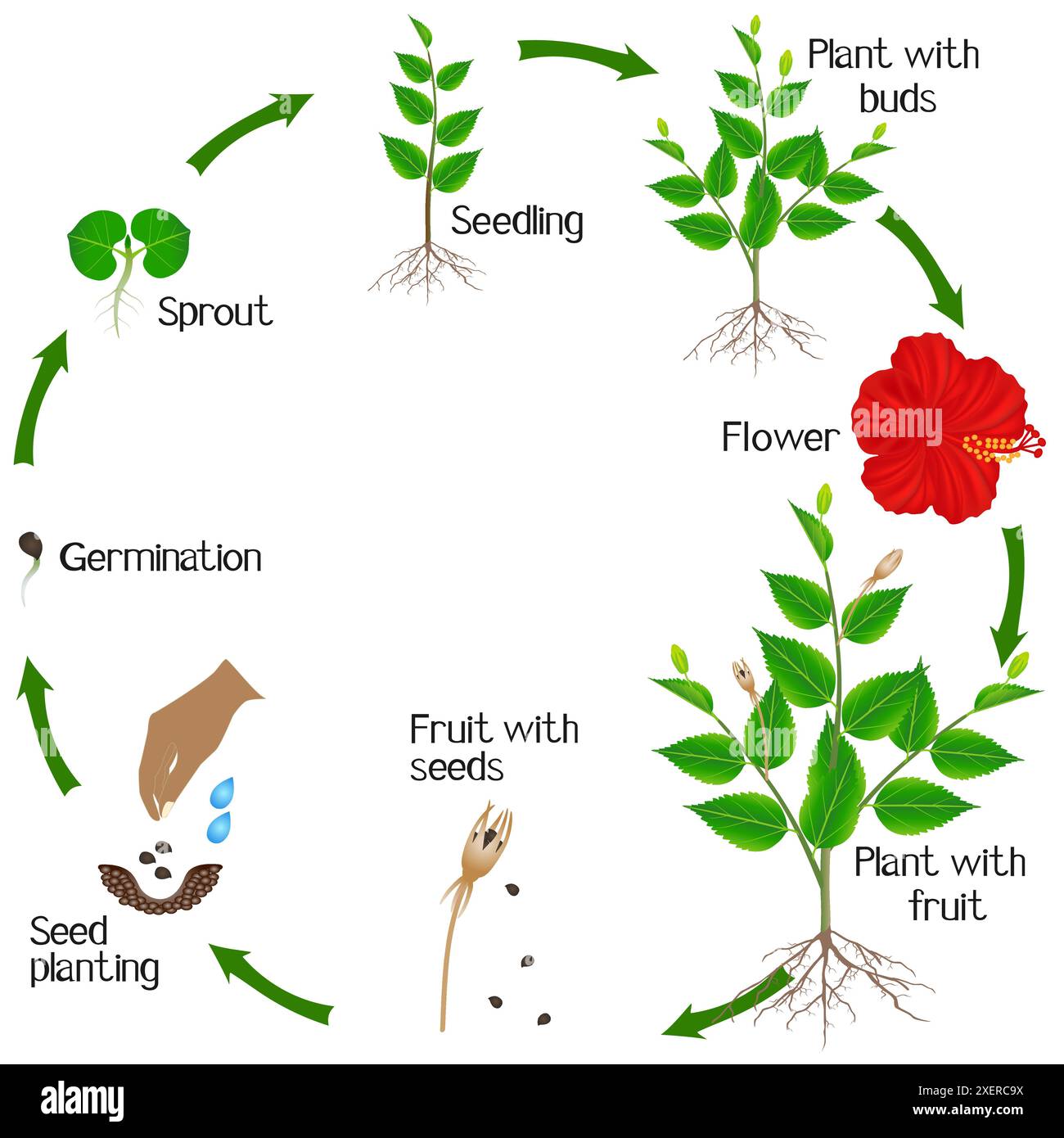 A growth cycle of hibiscus plant on a white background Stock Vector ...