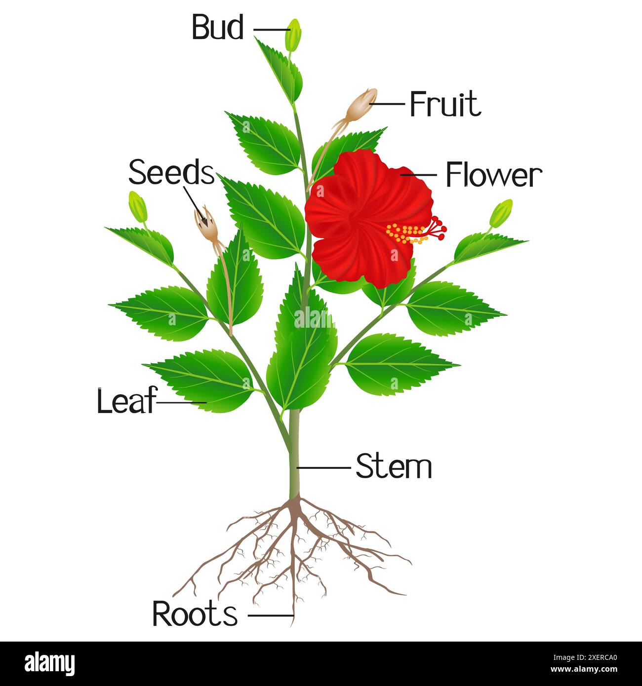 Parts of hibiscus plant on a white background Stock Vector Image & Art ...