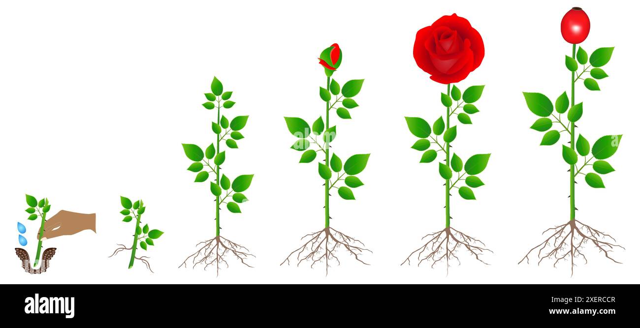 Life Cycle Of A Rose Flower The Life Cycle Of A Plant Fables & The