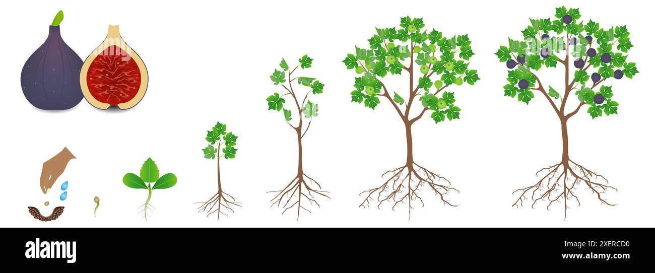 Cycle of growth of a fig plant on a white background Stock Vector Image ...