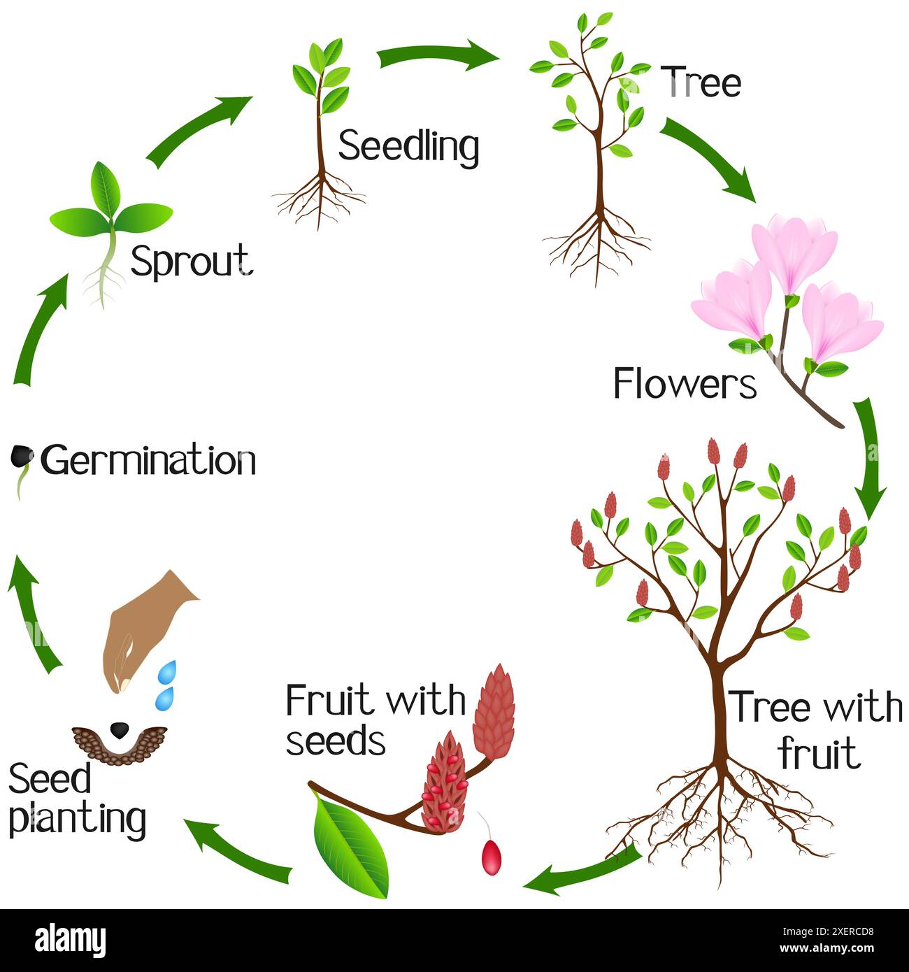 A growth cycle of pink magnolia plant on a white background Stock ...