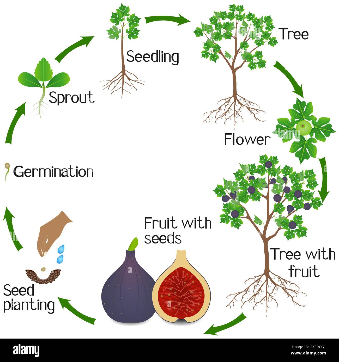 A growth cycle of a fig tree on a white background Stock Vector Image ...