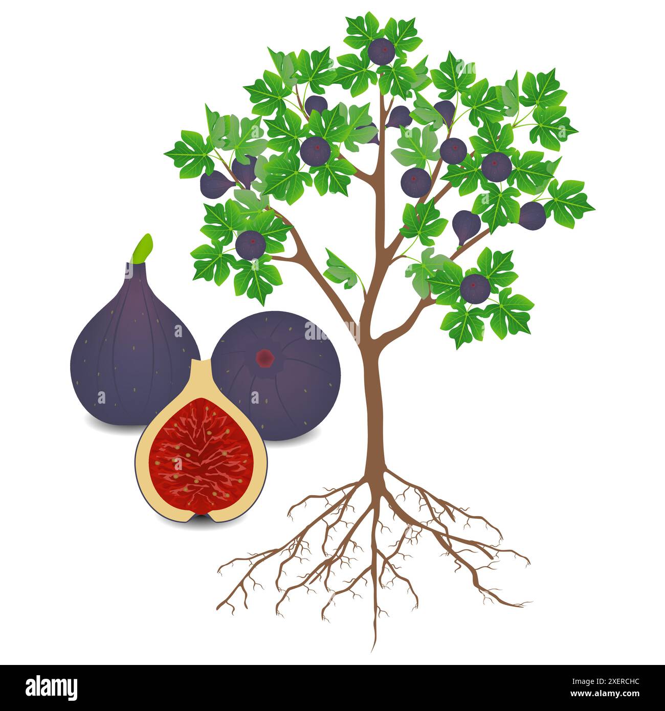 Fig Tree Clip Art Old Fig Tree Stock Vector Images Alamy