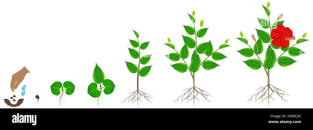Cycle of growth of hibiscus plant on a white background Stock Vector ...