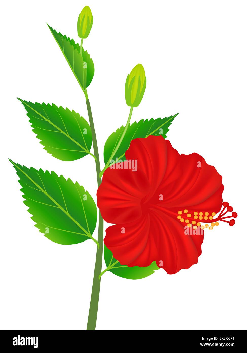 Banner red hibiscus flowers Cut Out Stock Images & Pictures - Alamy