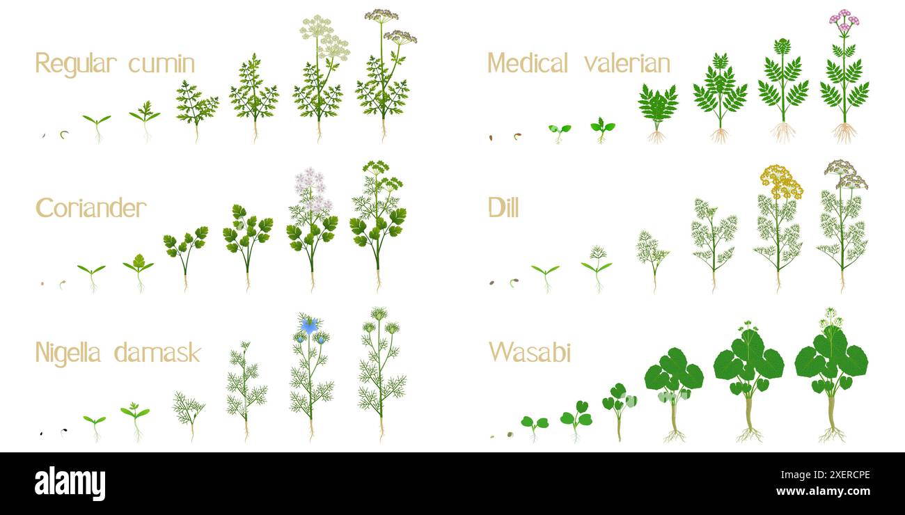 Set of growth cycles of cultivated plants on a white background Stock ...