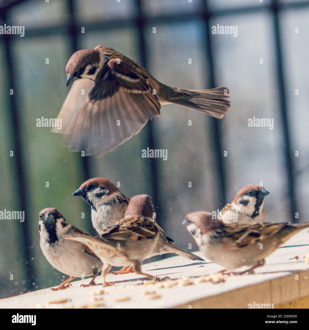 Baby_sparrow hi-res stock photography and images - Alamy