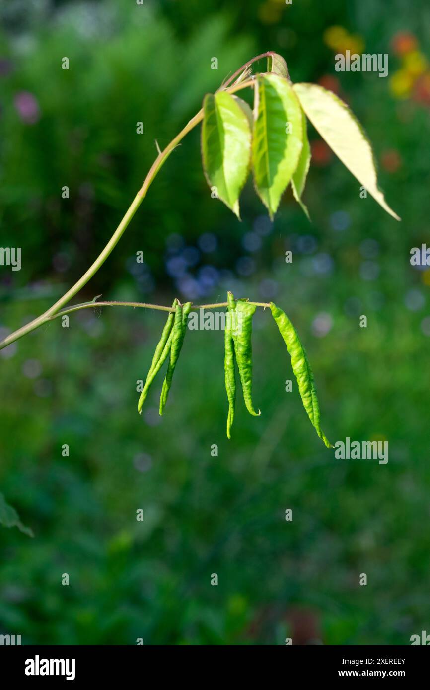 Leaf curl on leaves of a climbing rose bush in spring May garden ...