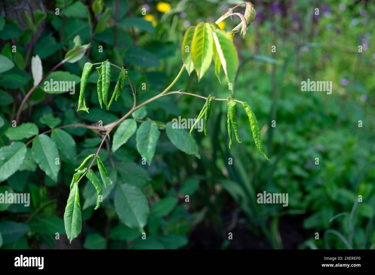 Leaf curl on leaves of a climbing rose bush in spring May garden ...