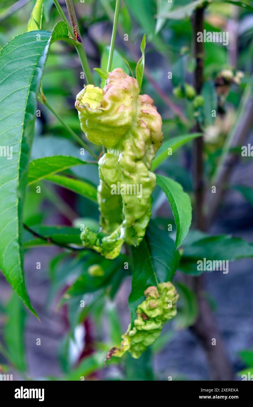 Peach leaf curl on fruit tree in garden Wales UK 2024 KATHY DEWITT ...