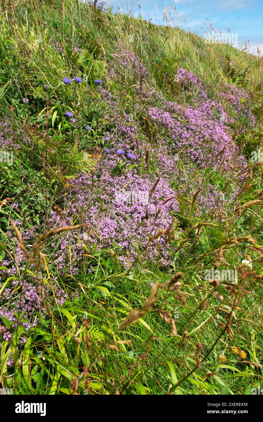 Purple wildflowers in bloom on the Wales Coast Path near Marloes in ...