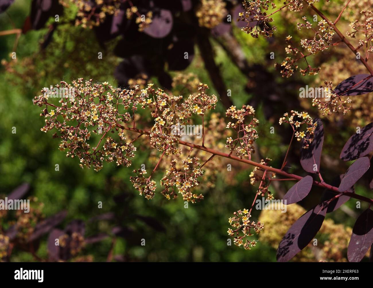 Mackerel tannery hi-res stock photography and images - Alamy