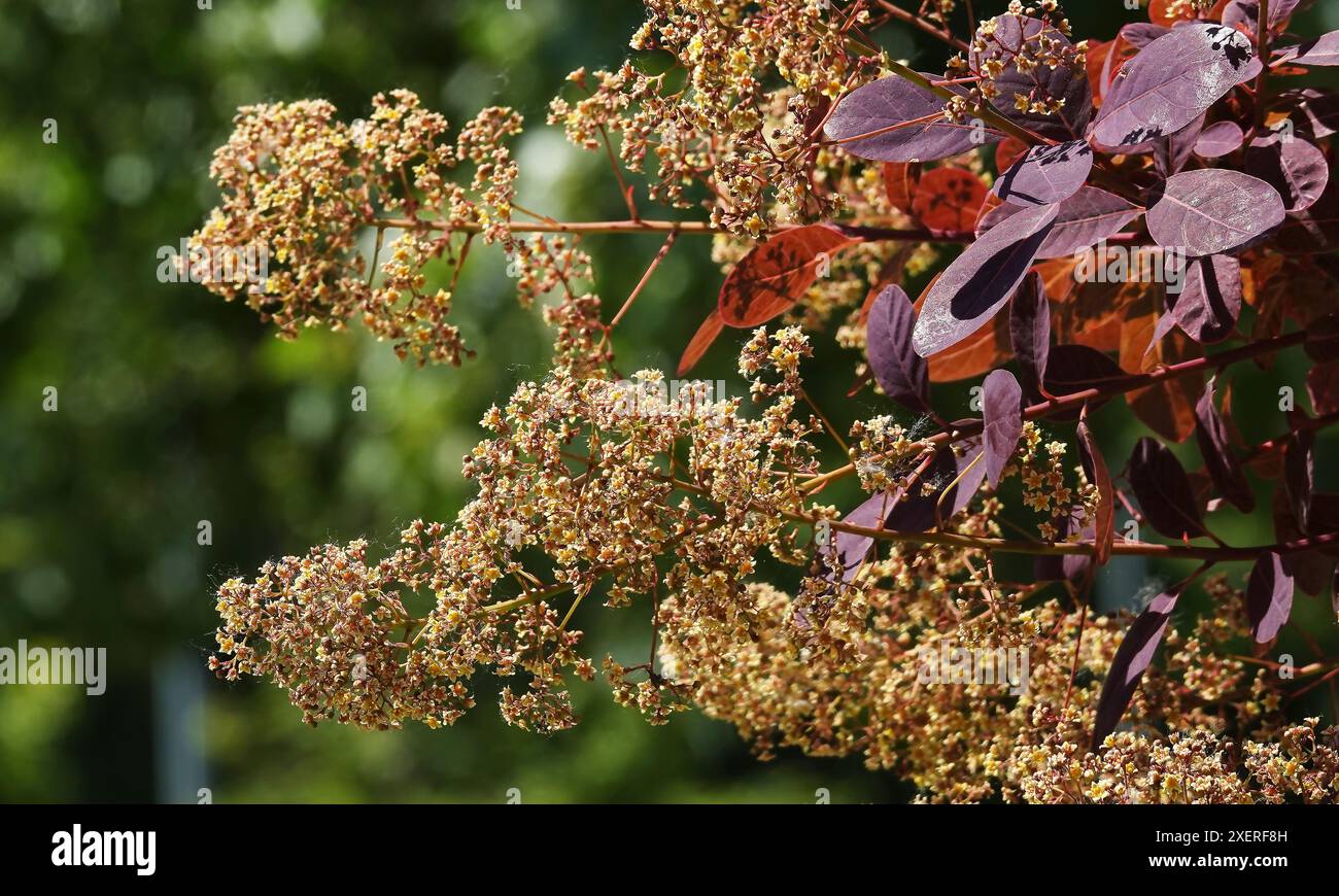 Mackerel tannery hi-res stock photography and images - Alamy
