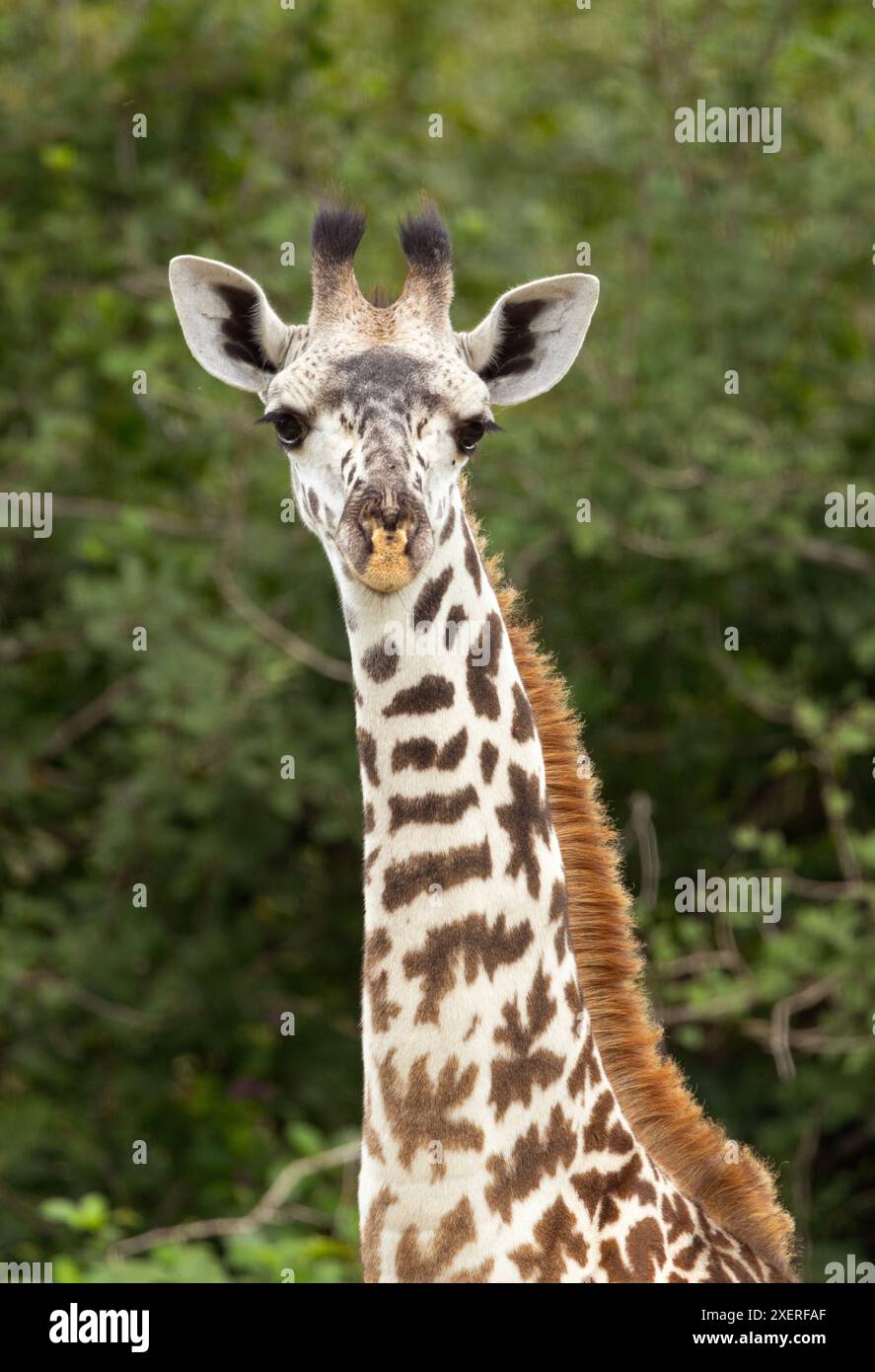 Eye morphology hi-res stock photography and images - Alamy