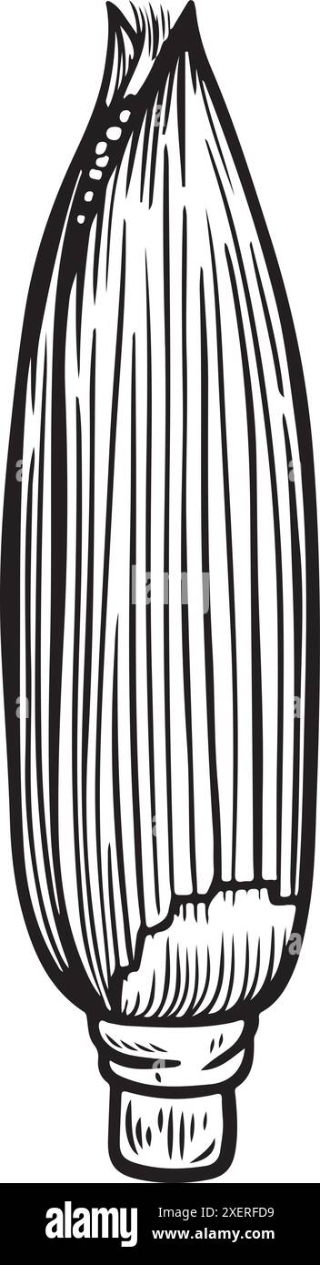 Corn line drawing vector illustration Stock Vector Image & Art - Alamy