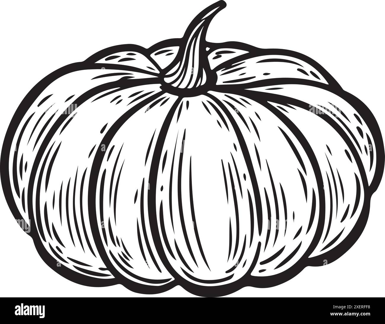 Pumpkin line drawing vector illustration Stock Vector Image & Art - Alamy