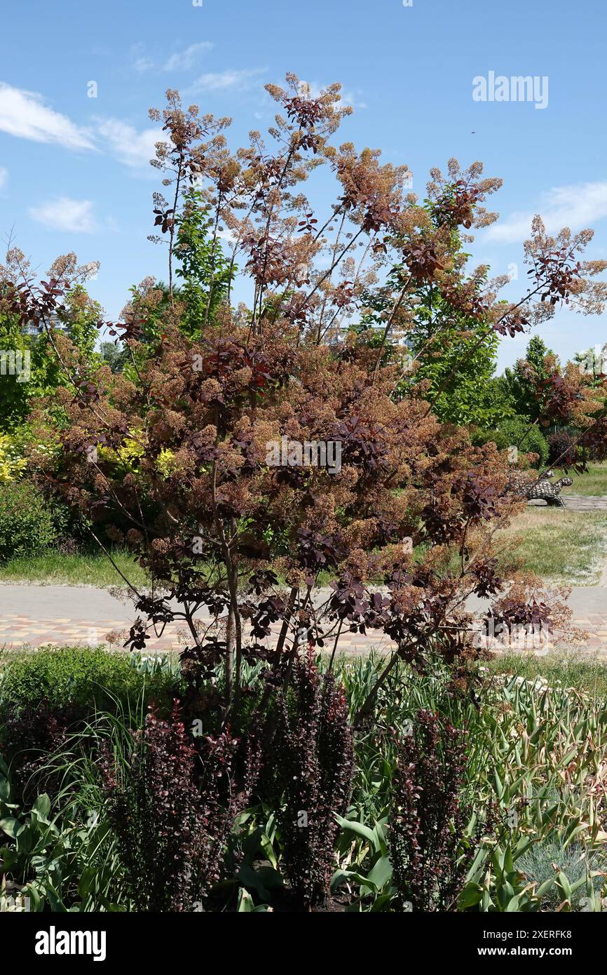 Mackerel tannery hi-res stock photography and images - Alamy