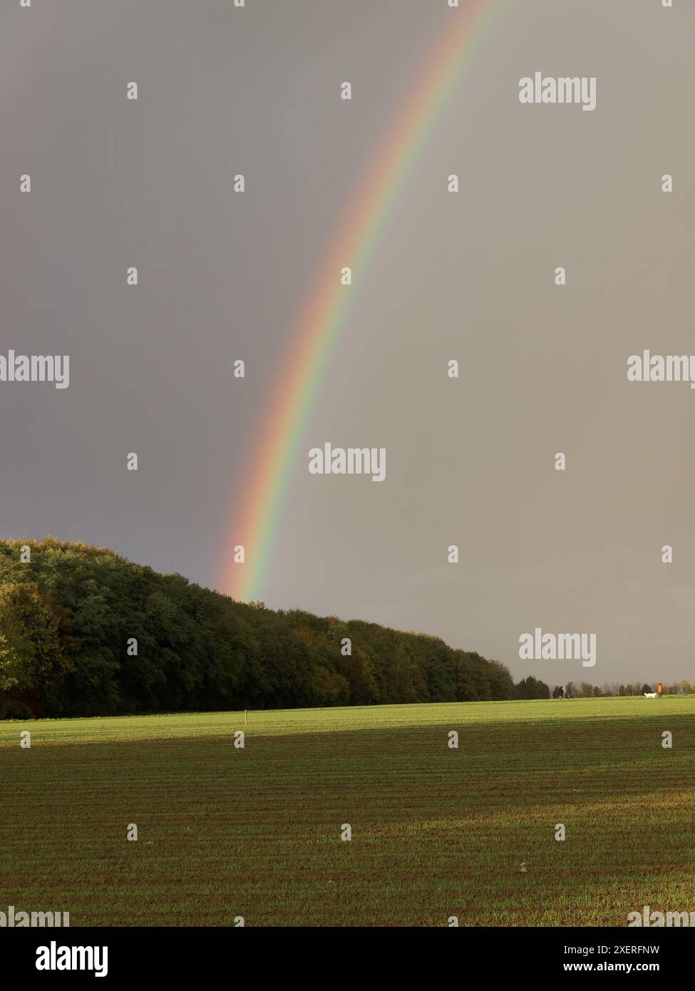 Rainbow in a corn field hi-res stock photography and images - Alamy