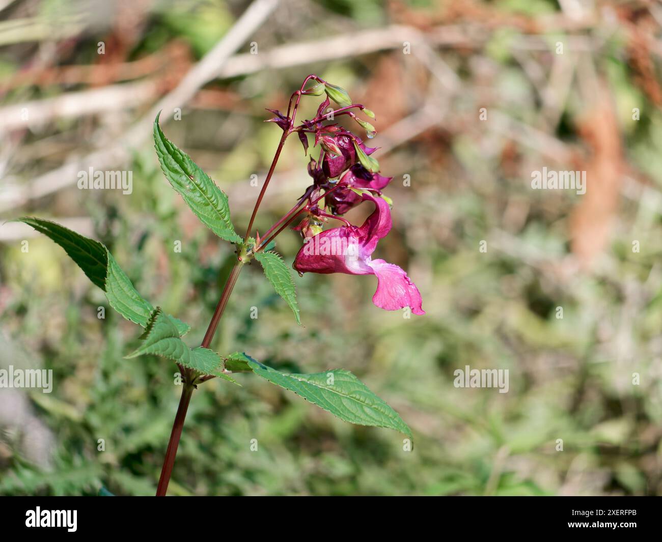 White himalayan balsam hi-res stock photography and images - Alamy
