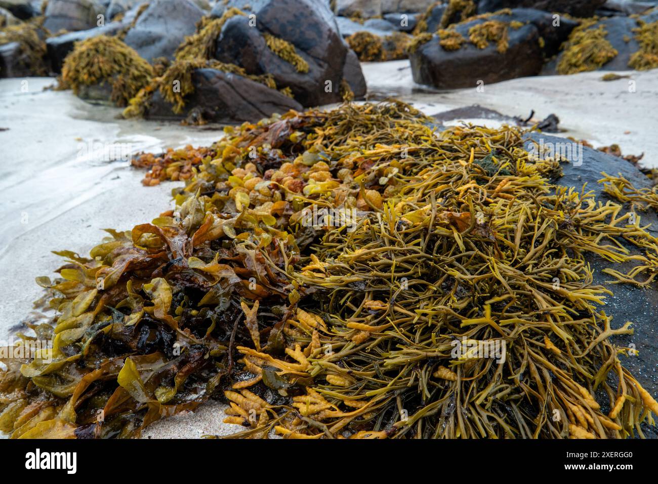 seaweed strewn rocks on a beach in the Highlands of Scotland. One of ...