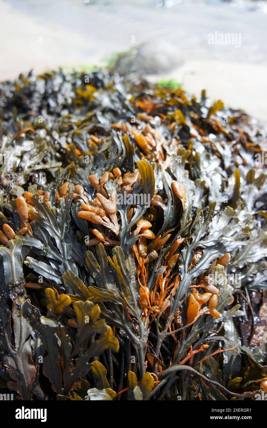 Kelp strewn rock on the beach at Slaggan Bay in the North West ...