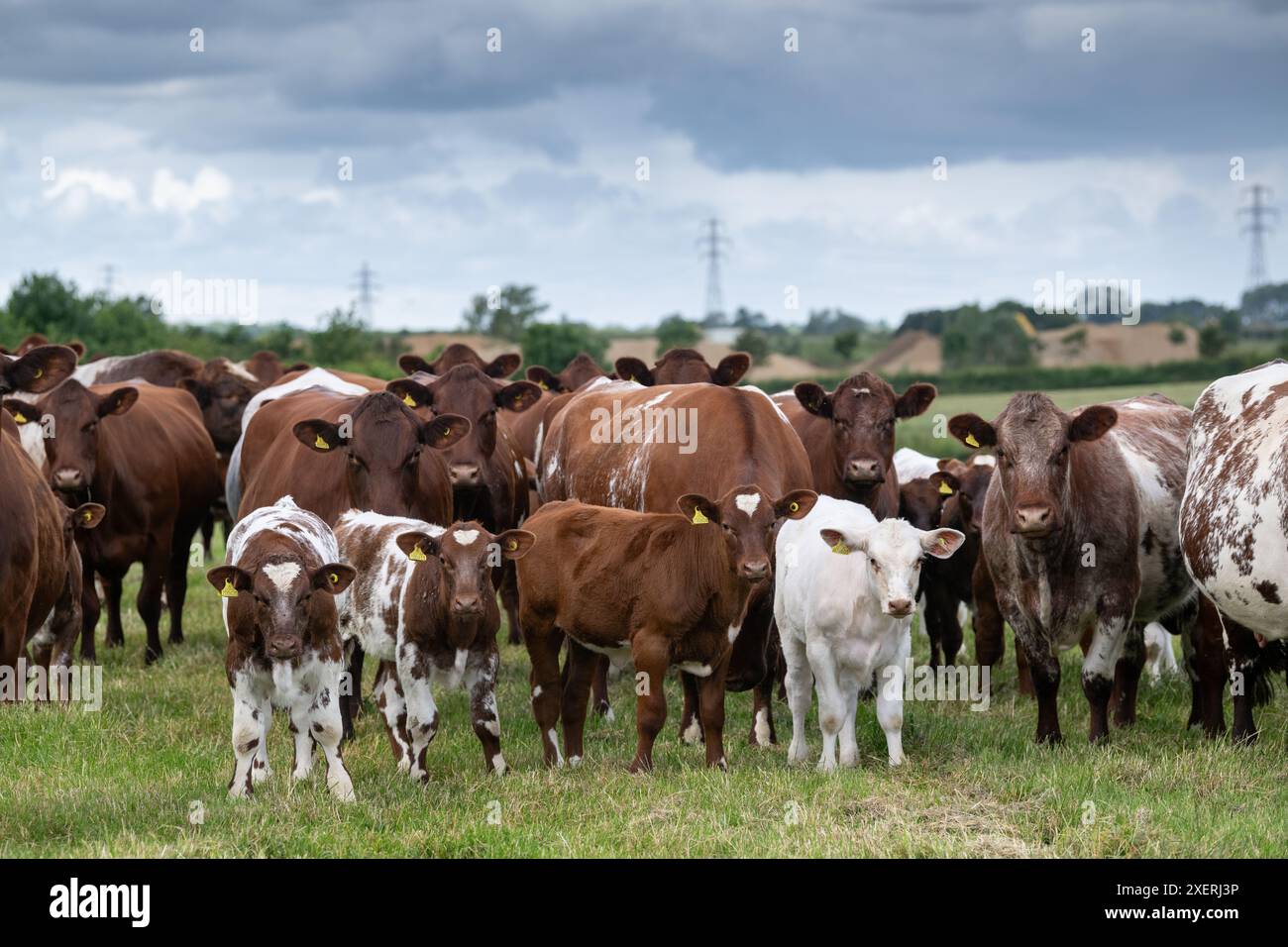 Herd of Beef Shorthorn cows and calves in early summer, grazing on ...