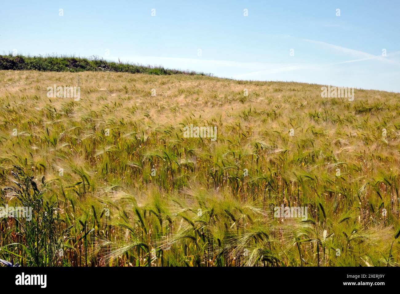 Field of barley growing in Pembrokeshire coast West Wales UK Great ...