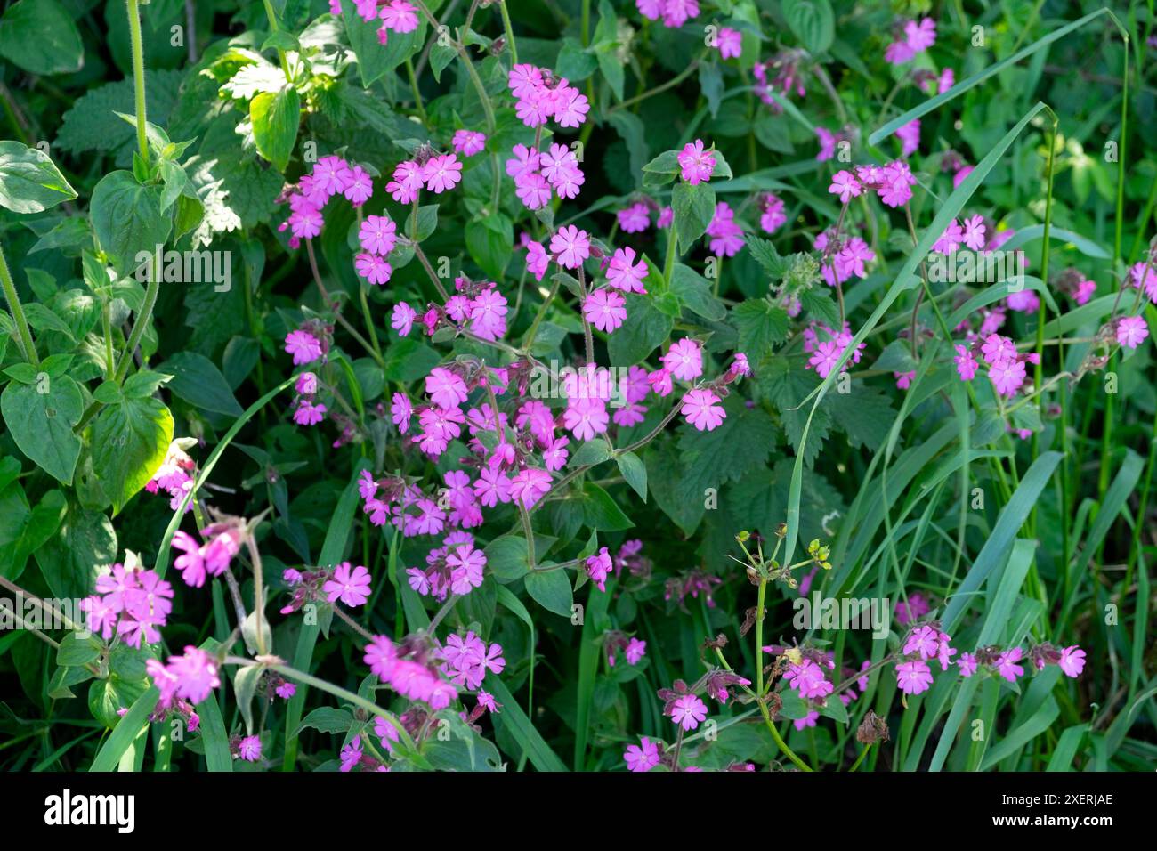 Red campion wildflowers in bloom in June near the Wales coast path in ...