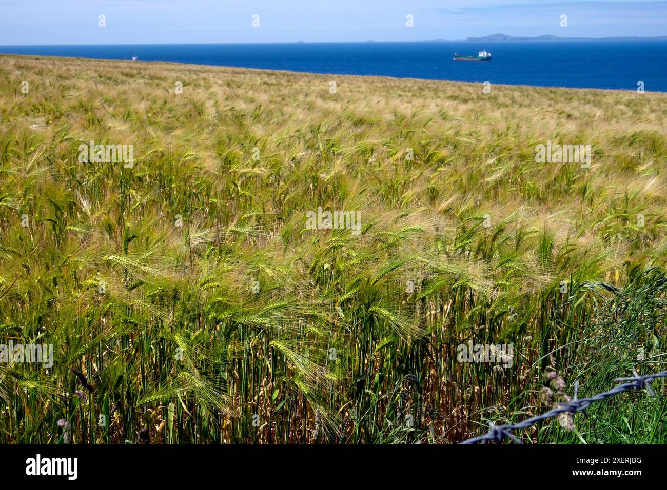 Field of barley growing in Pembrokeshire coast West Wales UK Great ...
