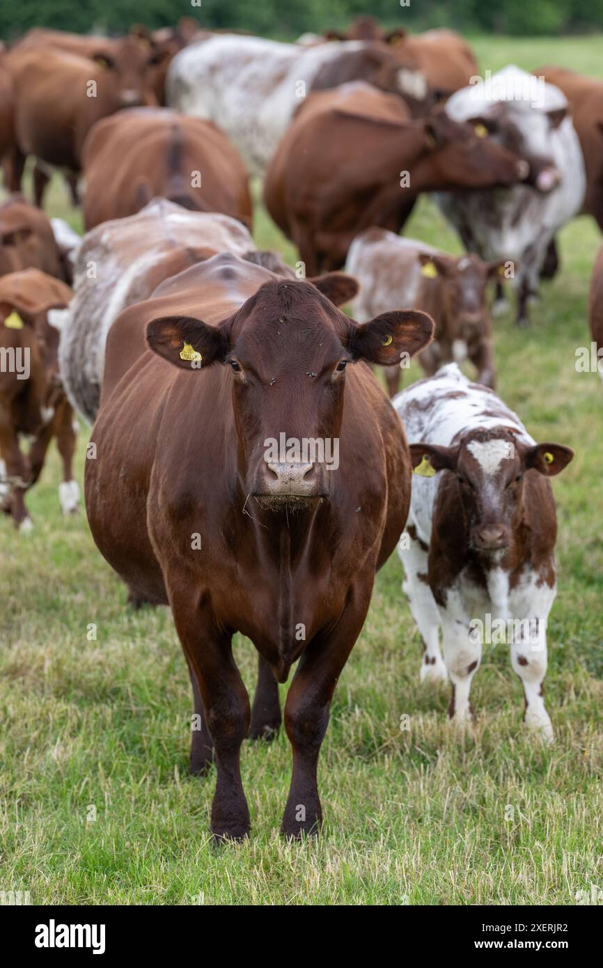 Herd of Beef Shorthorn cows and calves in early summer, grazing on ...