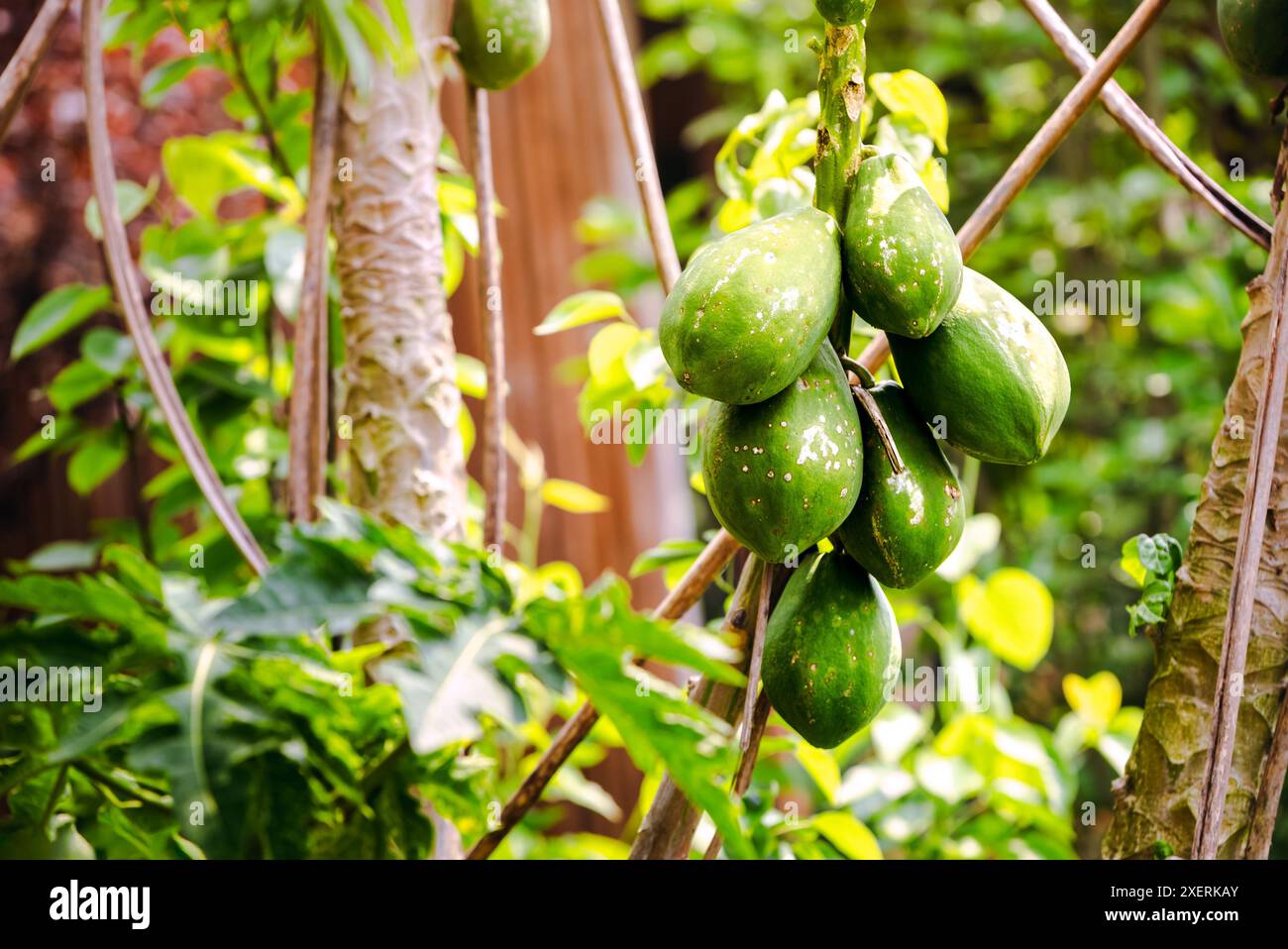 A branch laden with green papayas stretches over a vibrant crop field ...