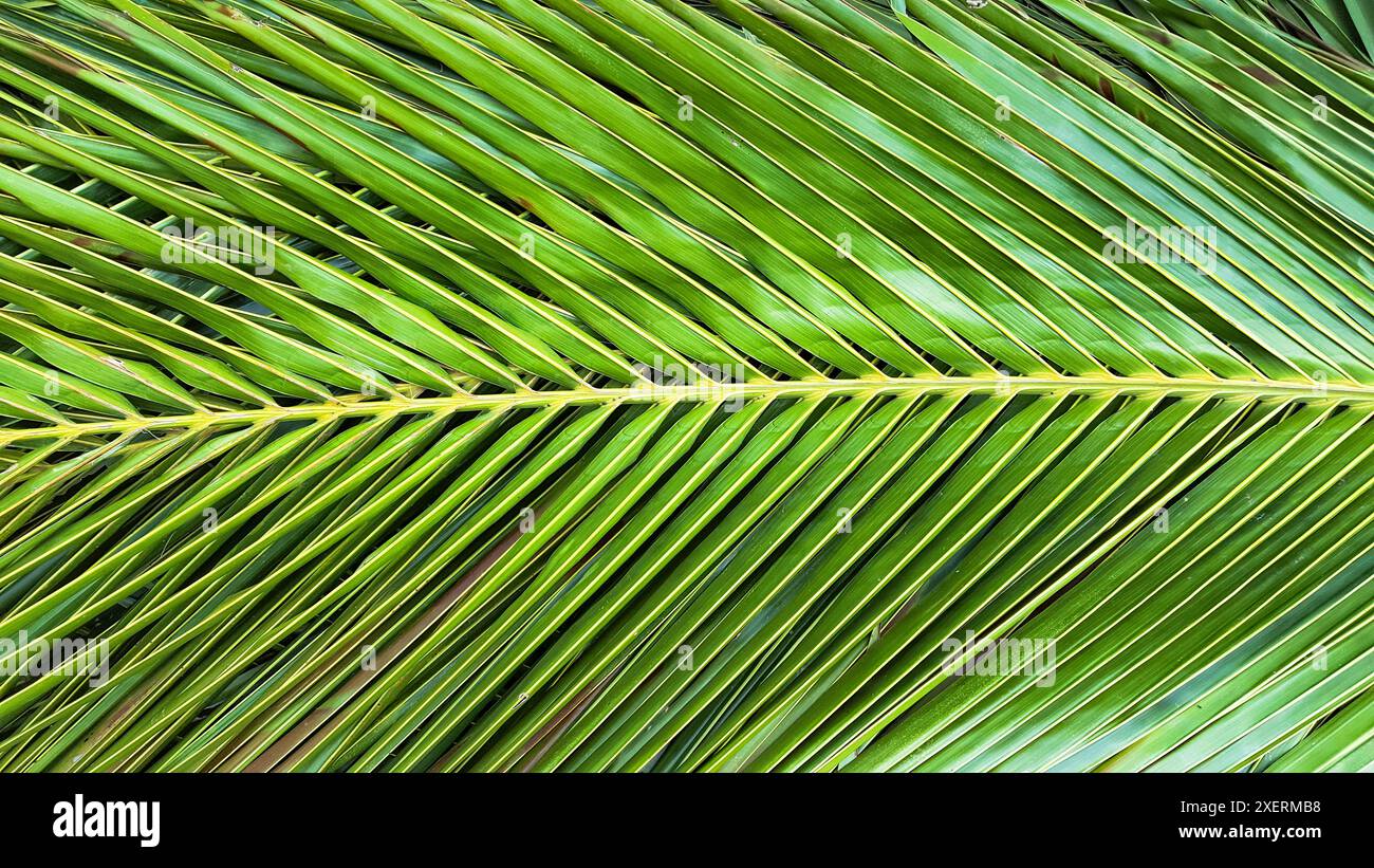 A close-up of the texture on a green coconut leaves. The intricate ...