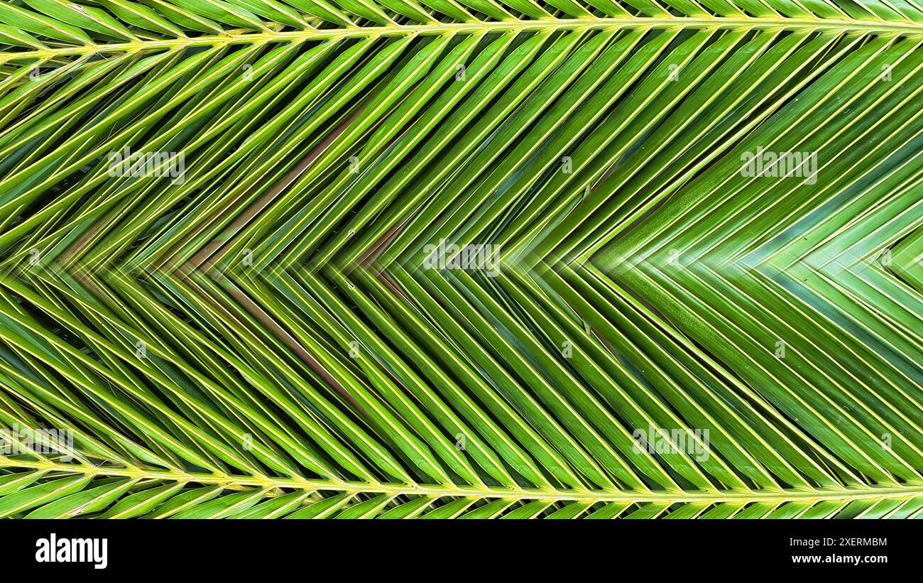 A close-up of the texture on a green coconut leaves. The intricate ...