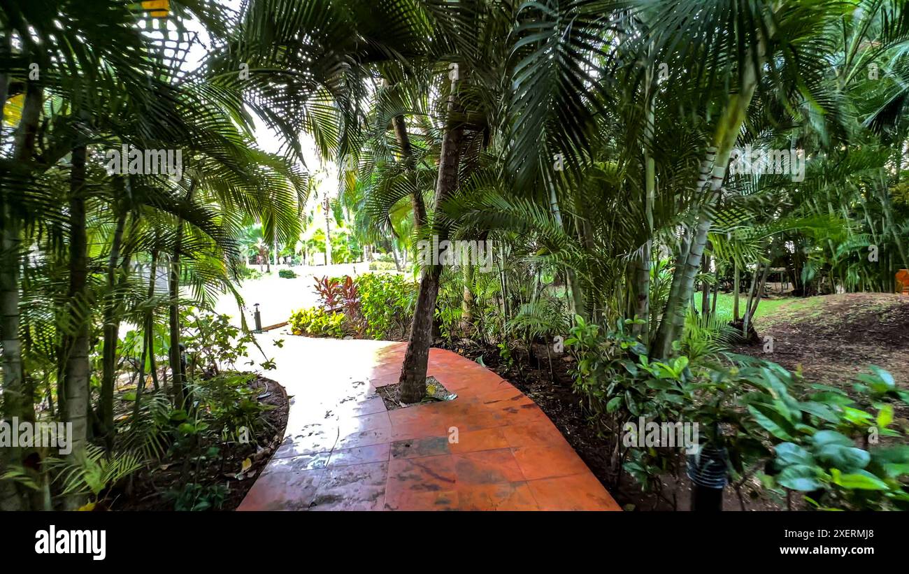 Walking through beautiful exotic paths full of tropical vegetation and ...