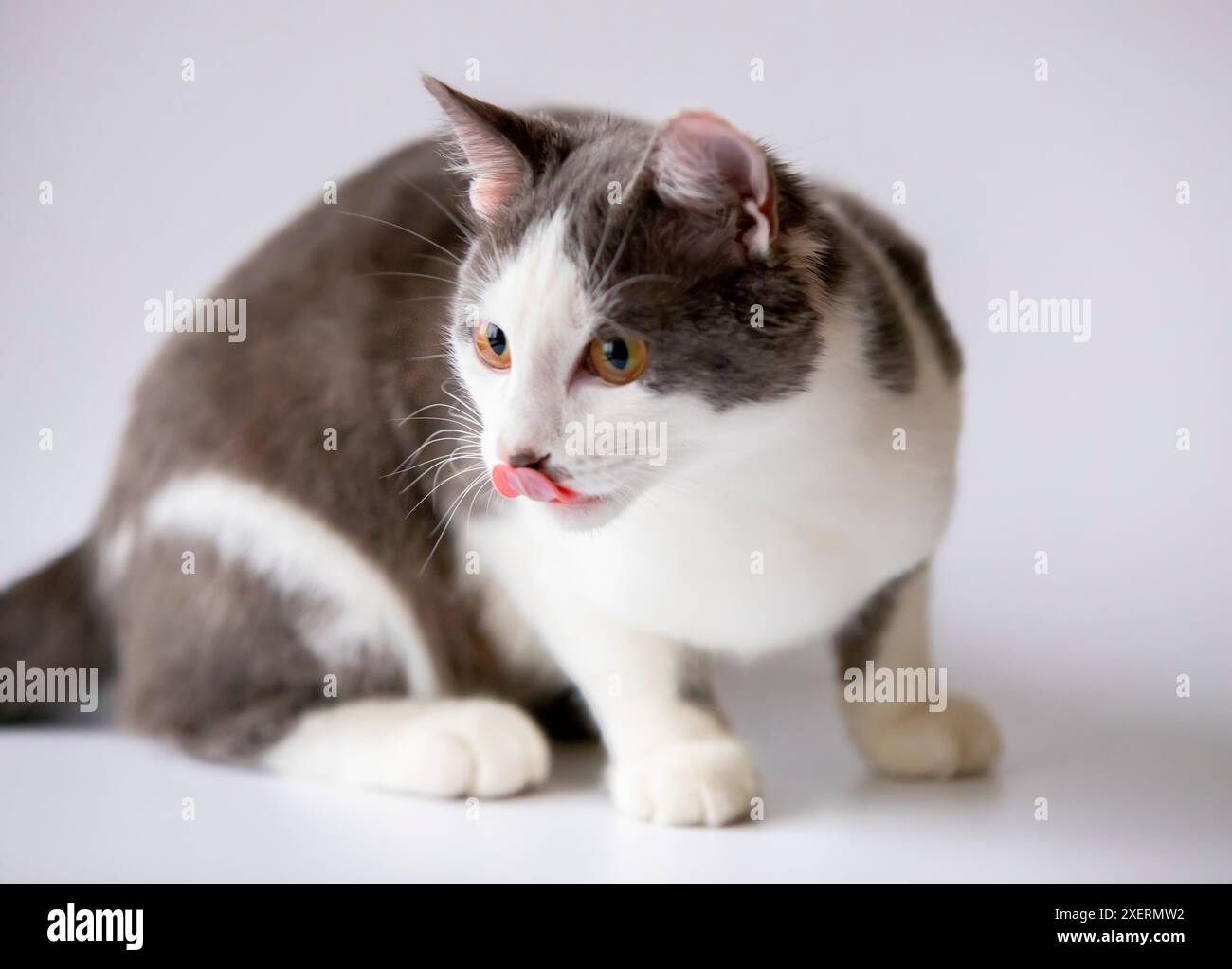 Portrait of a beautiful gray-white cat with large yellow, amber eyes ...