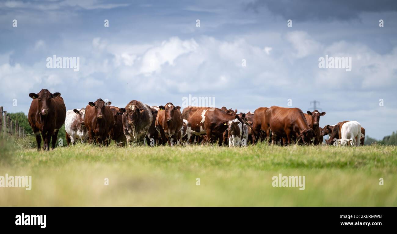 Herd of Beef Shorthorn cows and calves in early summer, grazing on ...