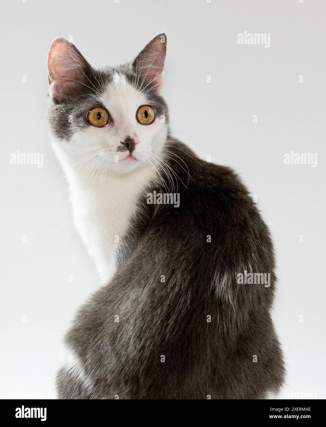 Portrait of a beautiful gray-white cat with large yellow, amber eyes ...