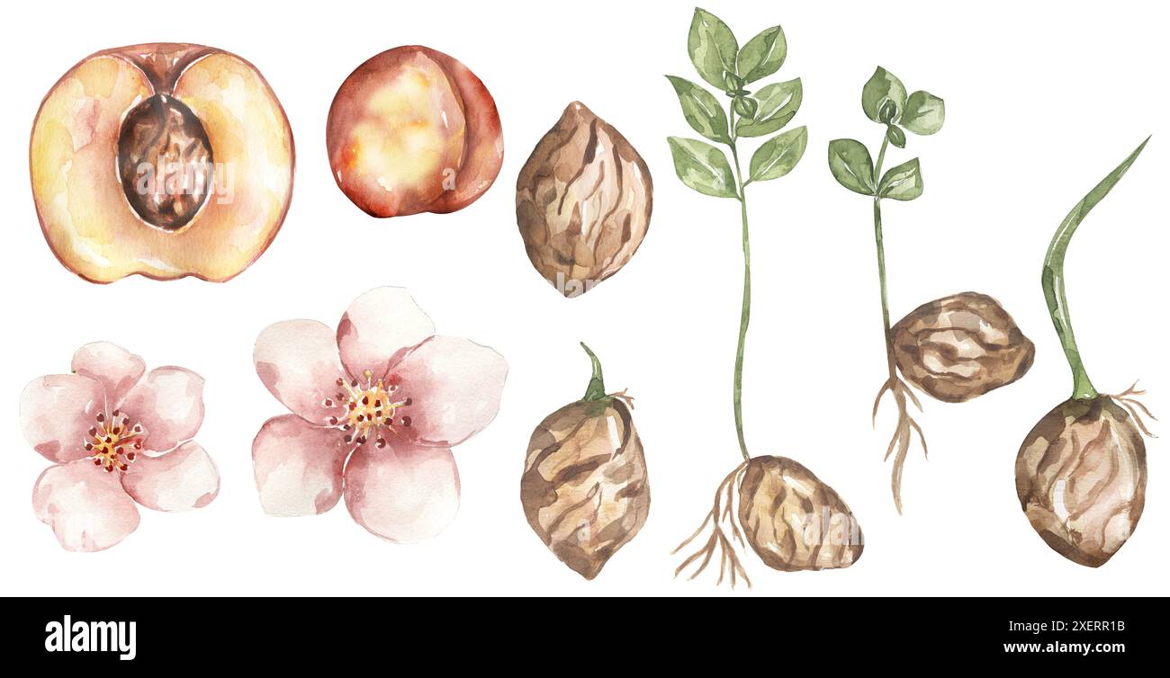 Watercolor peach growth stages elements illustration, plant life cycle ...