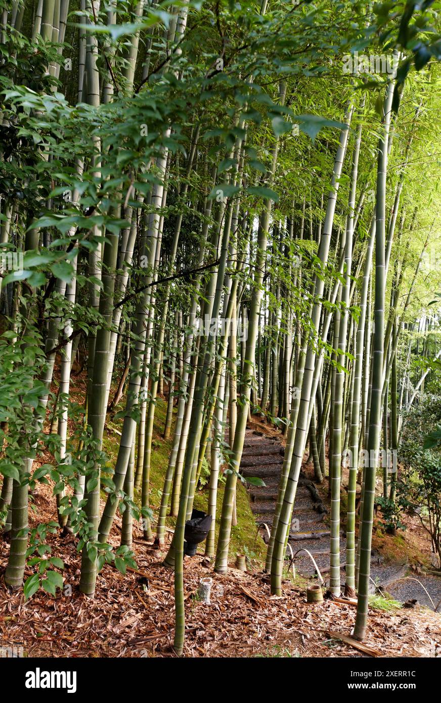 Bamboo temple gardens kyoto hi-res stock photography and images - Alamy