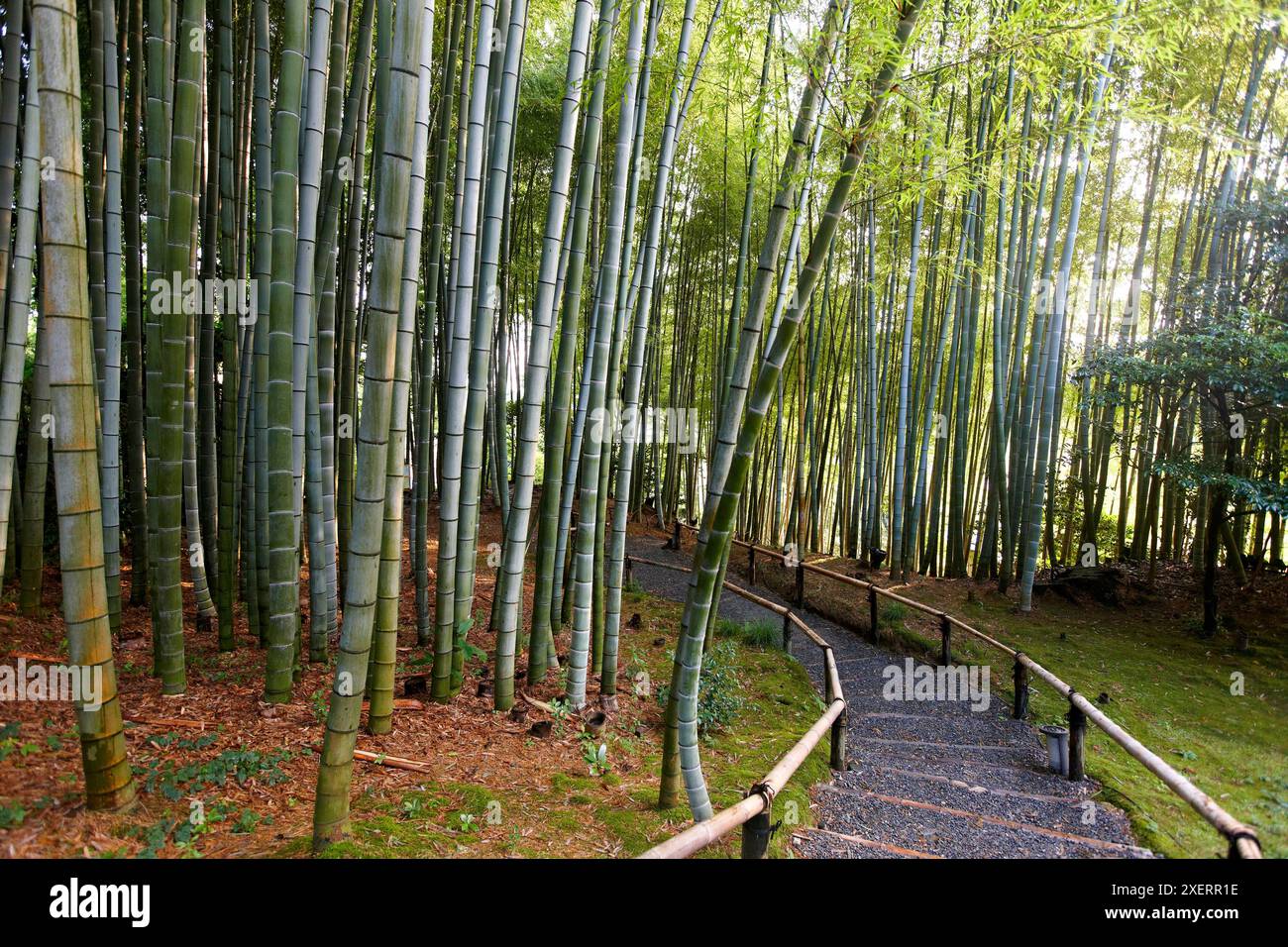 Bamboo garden, Kodaiji Temple, Gion, Kyoto, Japan Stock Photo - Alamy