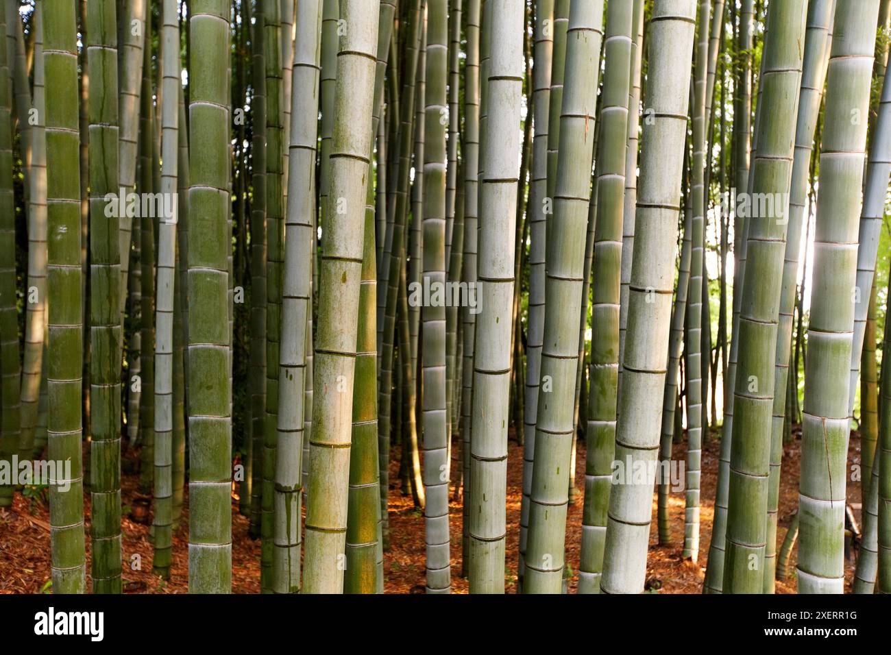 Bamboo temple gardens kyoto hi-res stock photography and images - Alamy