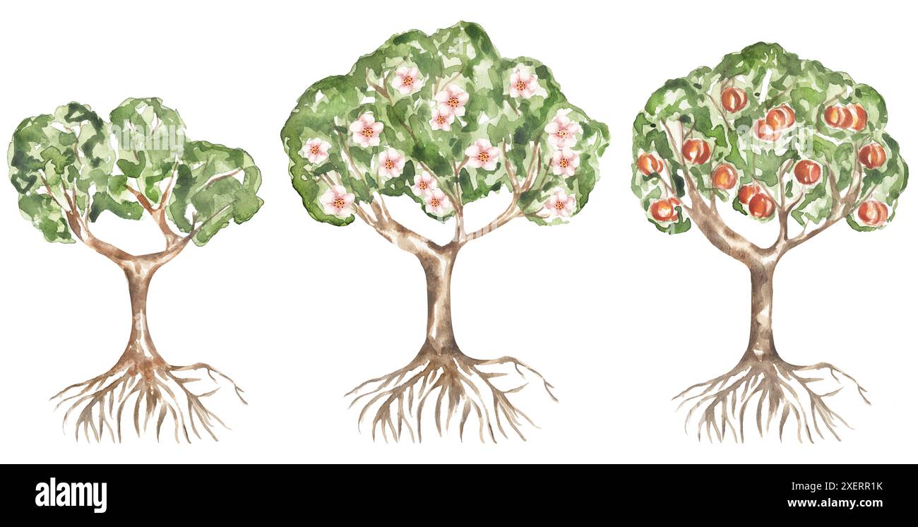 Watercolor peach tree growth stages illustration, fruit plant life ...