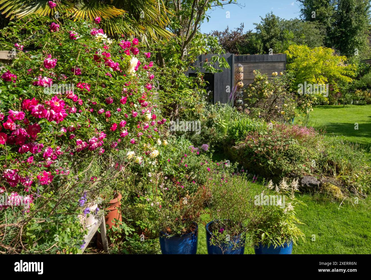 Suburban garden in Pinner, Middlesex UK. Pink roses and rock garden in ...