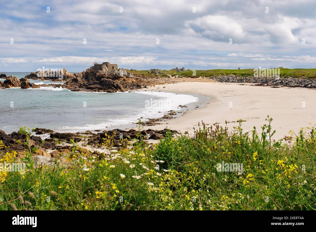 Guernsey wild flowers hi-res stock photography and images - Alamy