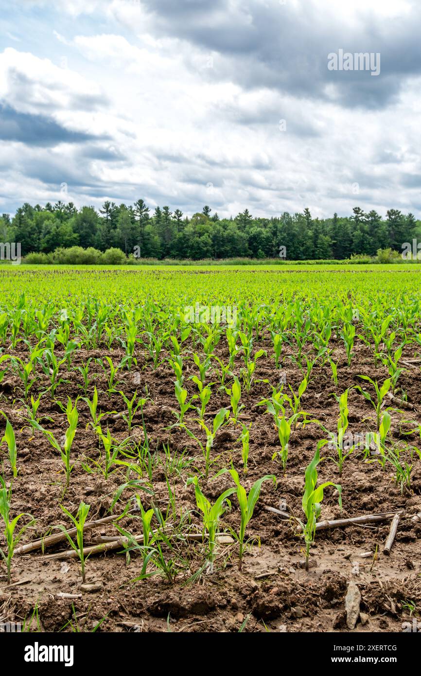 Wisconsin cornfield in early summer, vertical Stock Photo - Alamy