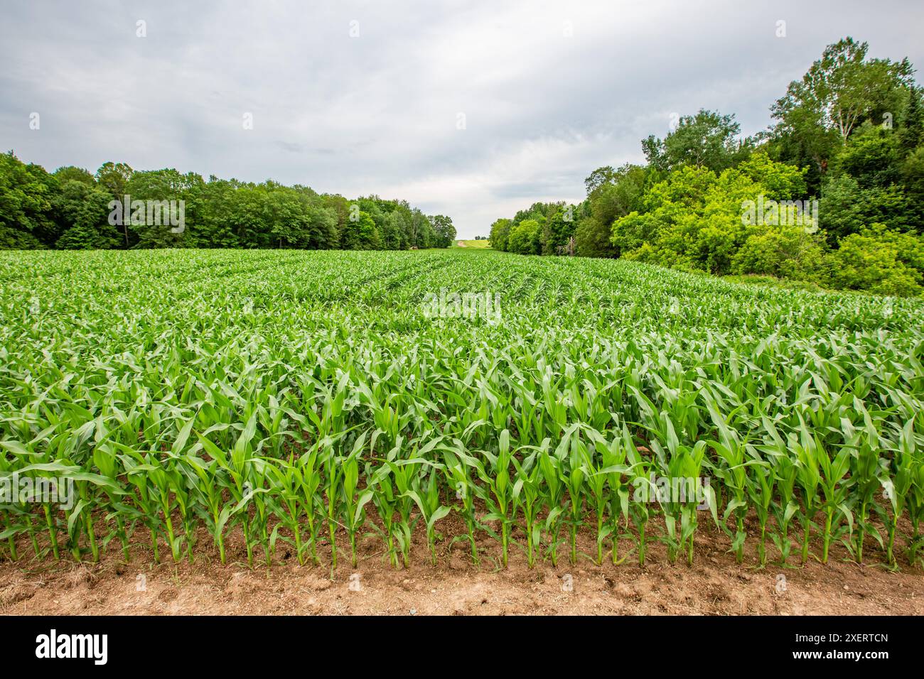 Wisconsin cornfield in early summer, horizontal Stock Photo - Alamy