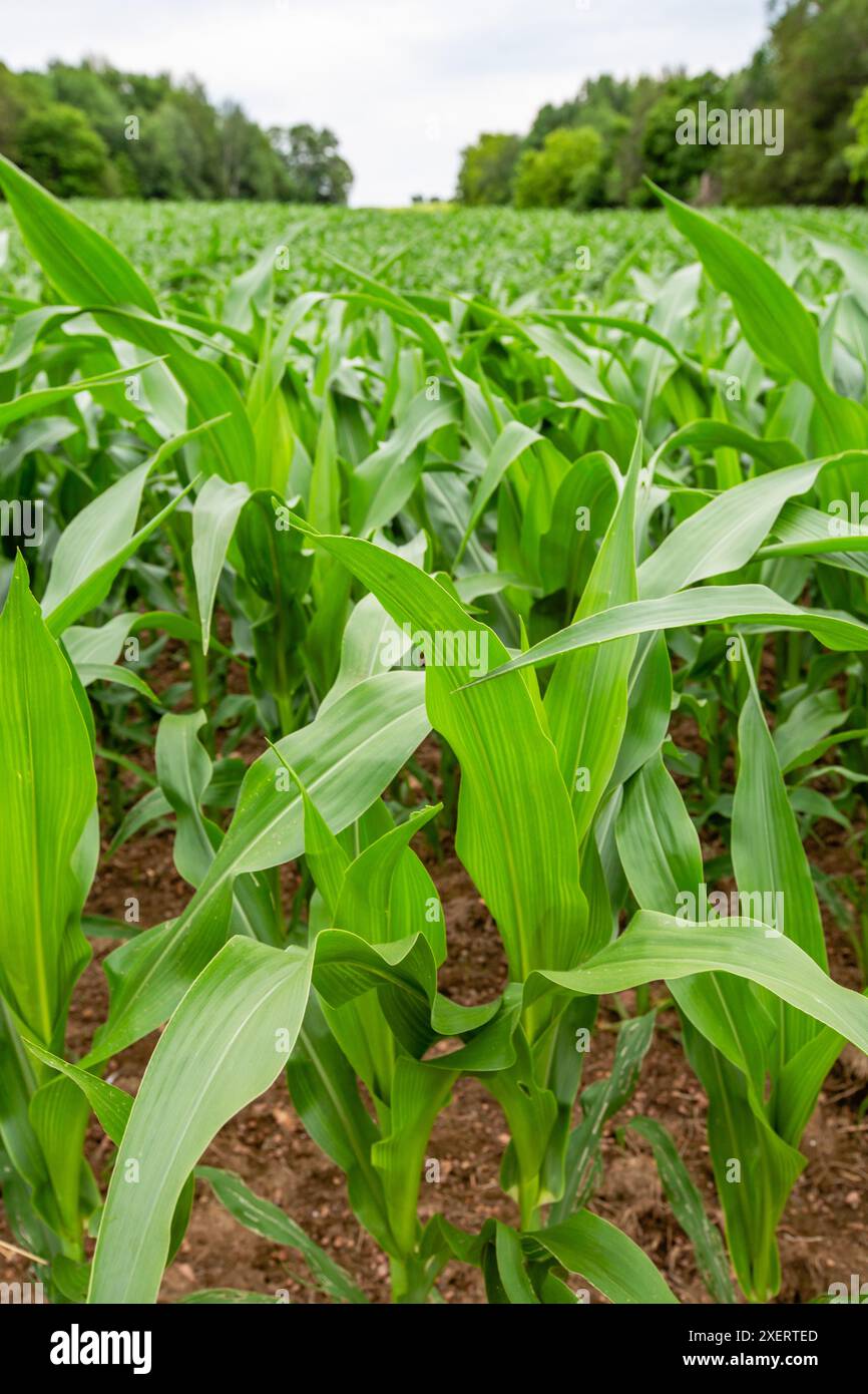 Wisconsin cornfield in early summer, vertical Stock Photo - Alamy